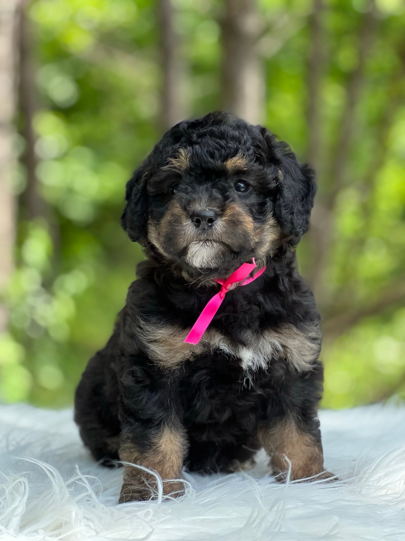 SMALL DOODLES – The Southern Doodle Dog