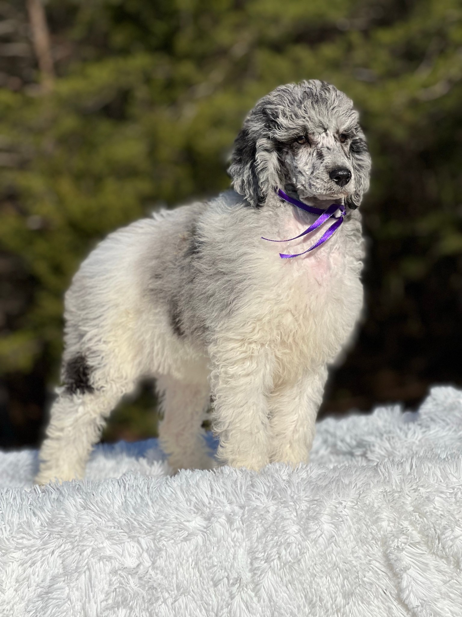 LARGE DOODLES – The Southern Doodle Dog