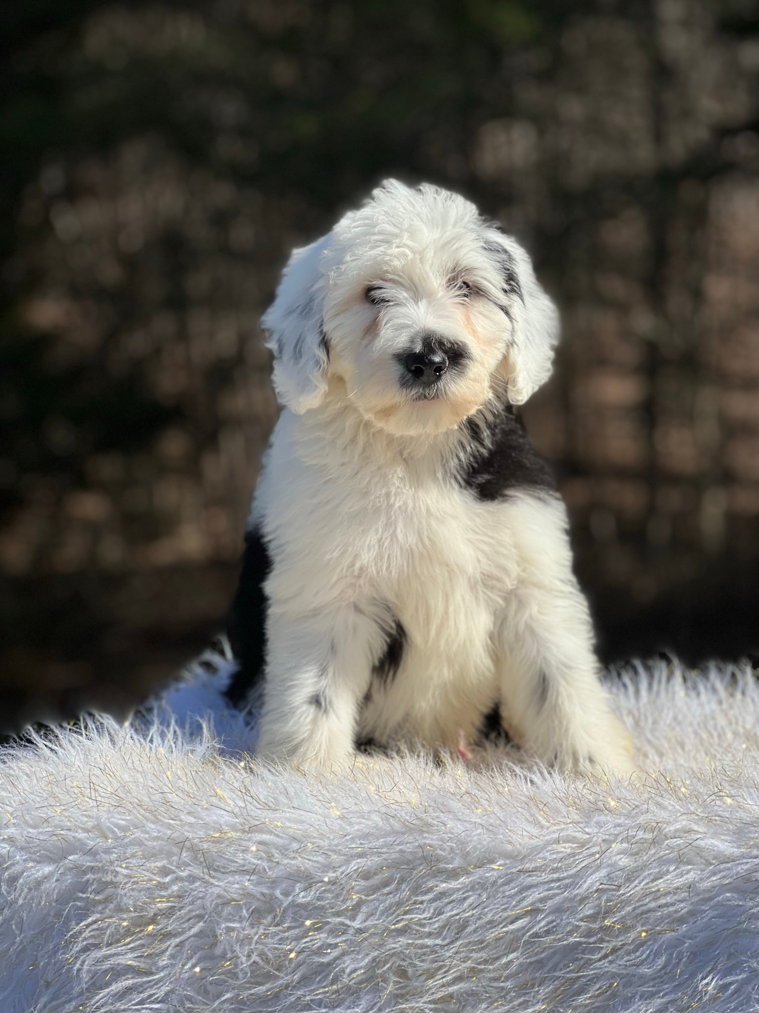 LARGE DOODLES – The Southern Doodle Dog