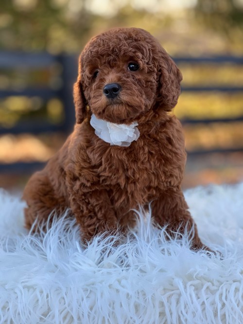 SMALL DOODLES – The Southern Doodle Dog