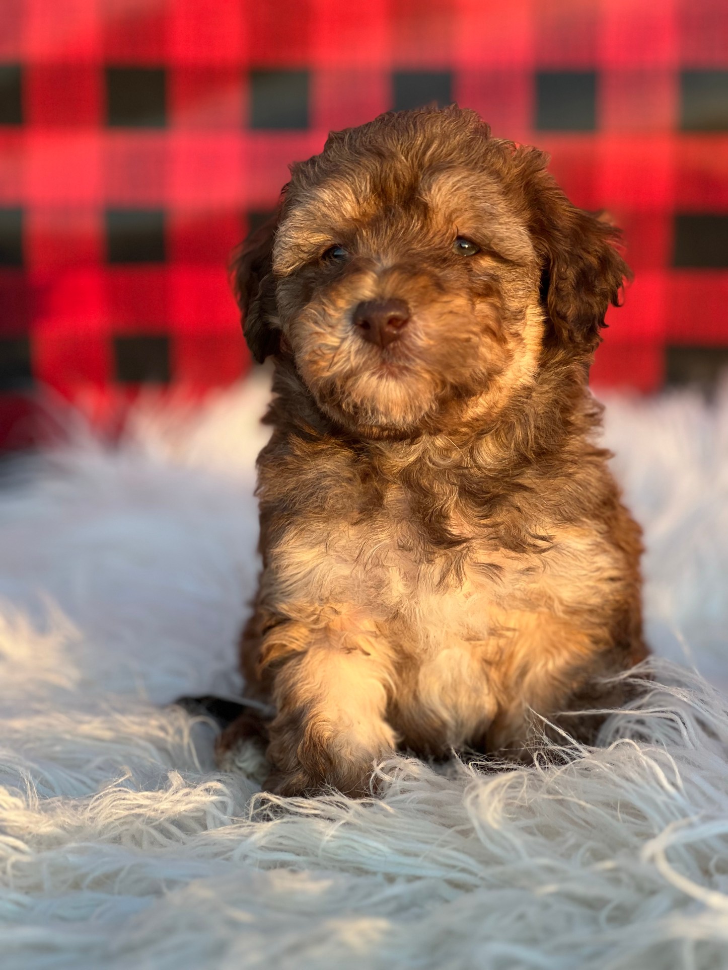 The Southern Doodle Dog – Breeder of Poodles and Doodle Crosses