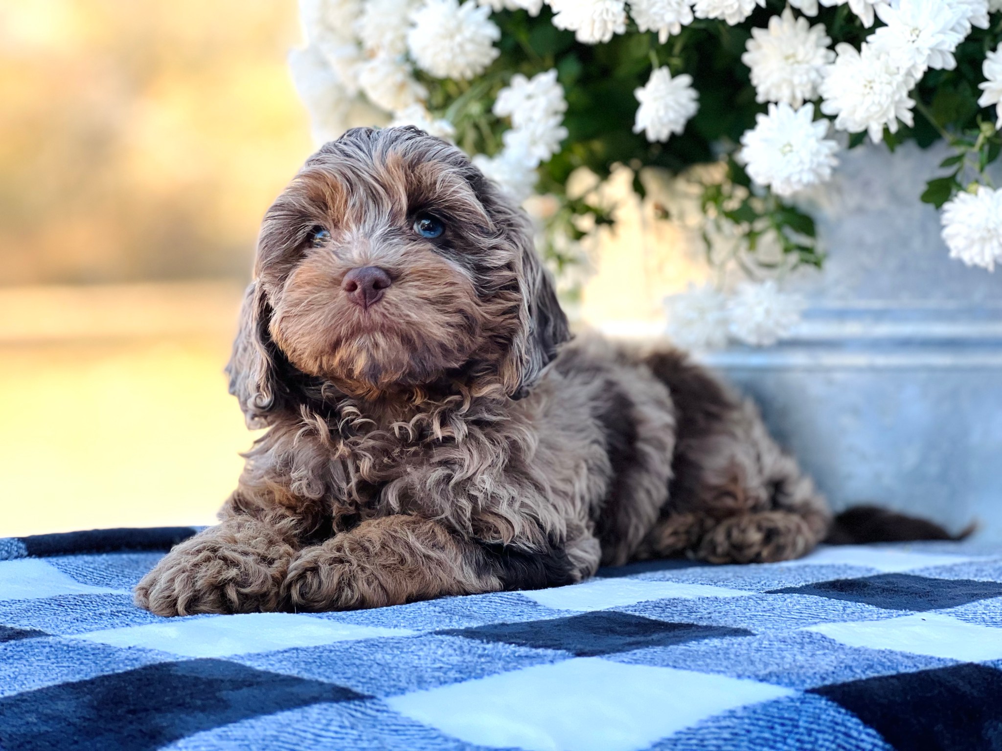 SMALL DOODLES – The Southern Doodle Dog