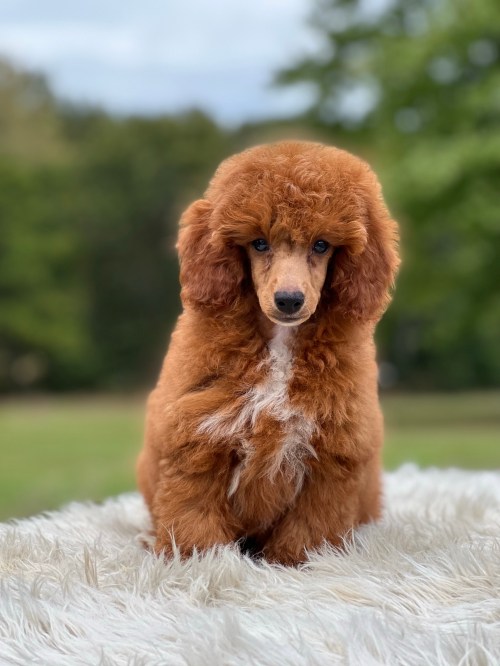 SMALL DOODLES – The Southern Doodle Dog