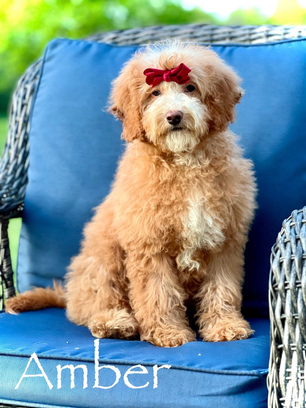 Cockapoos – The Southern Doodle Dog