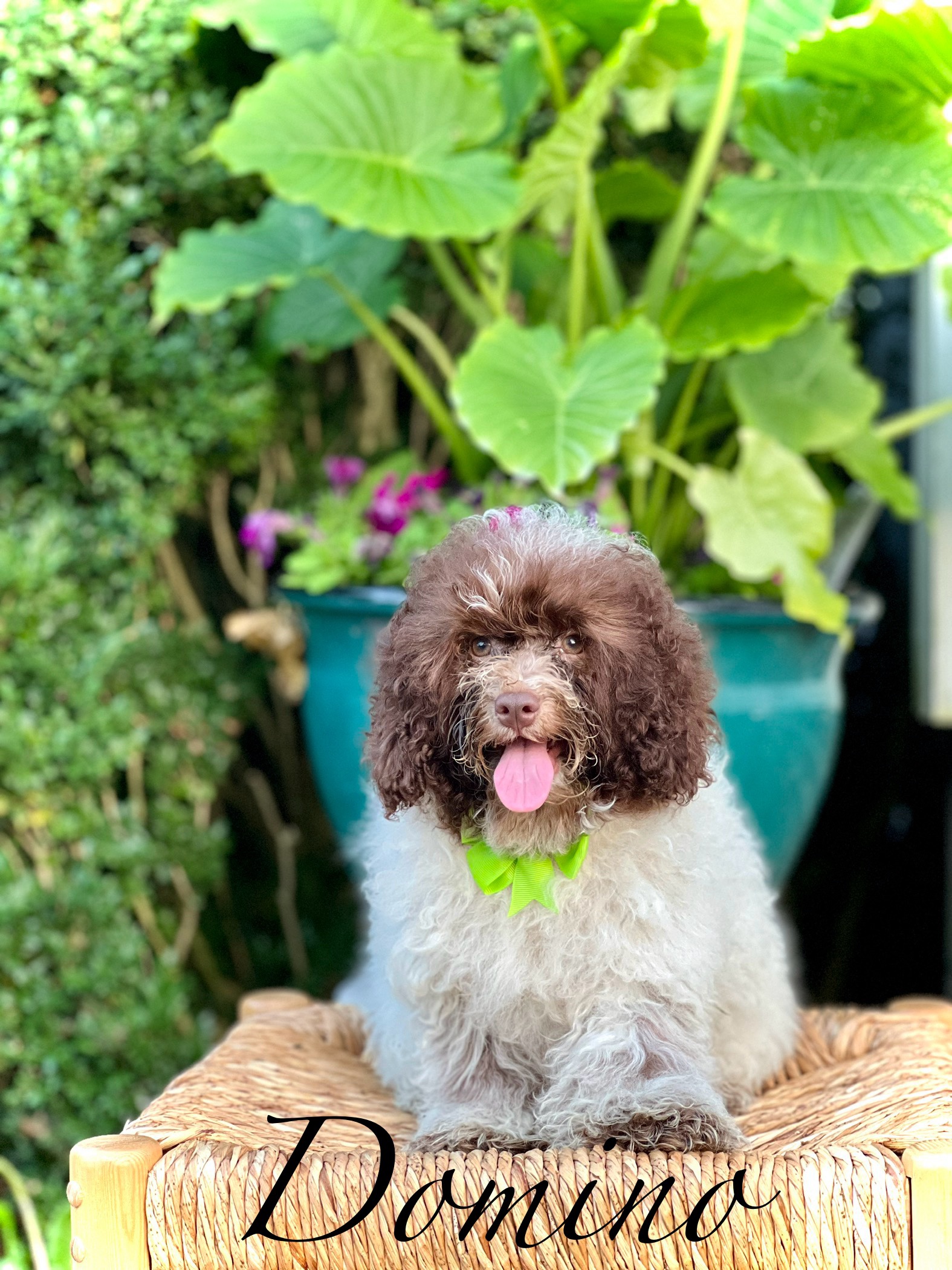 Cavapoos – The Southern Doodle Dog