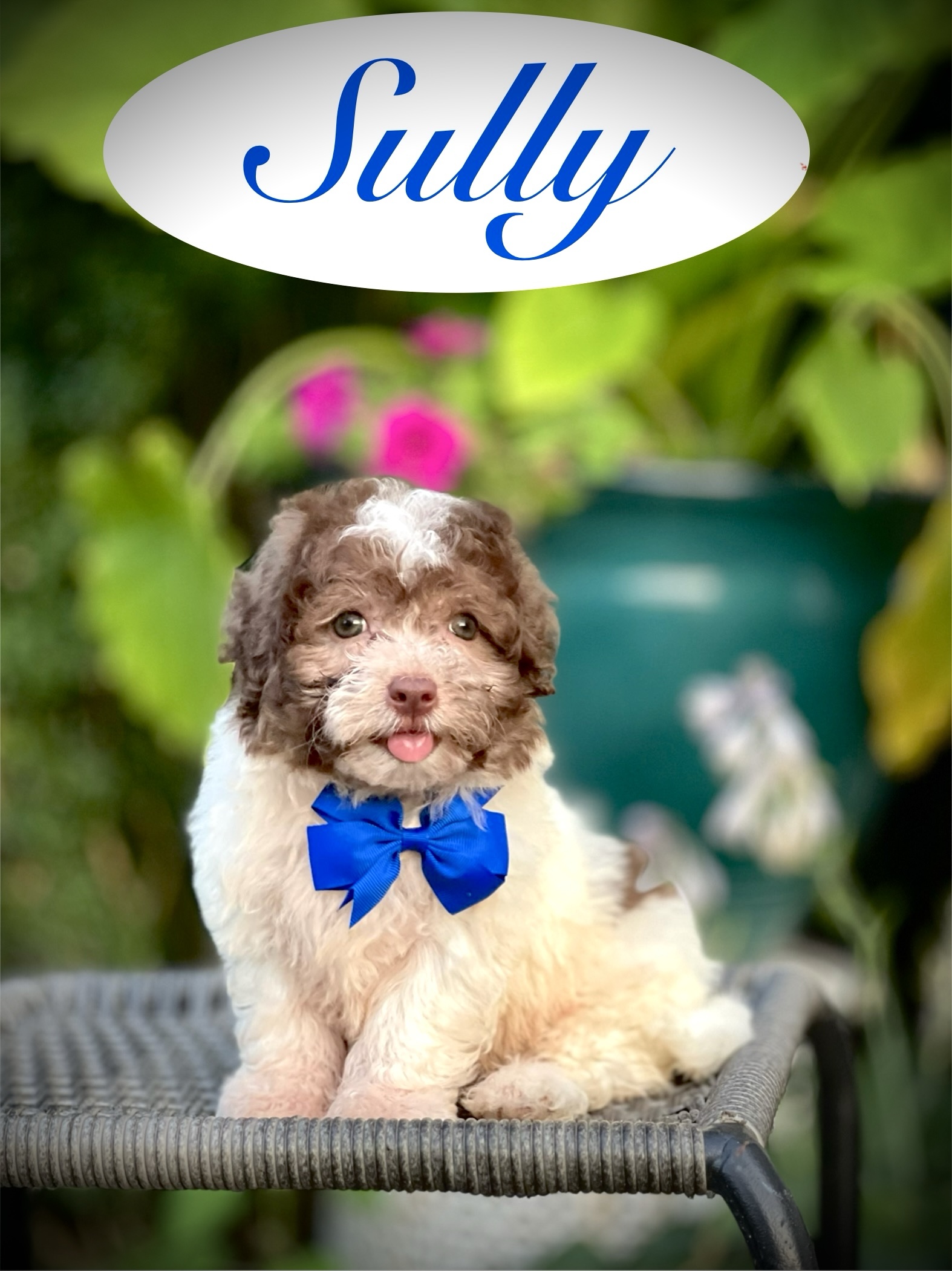 Havapoos – The Southern Doodle Dog