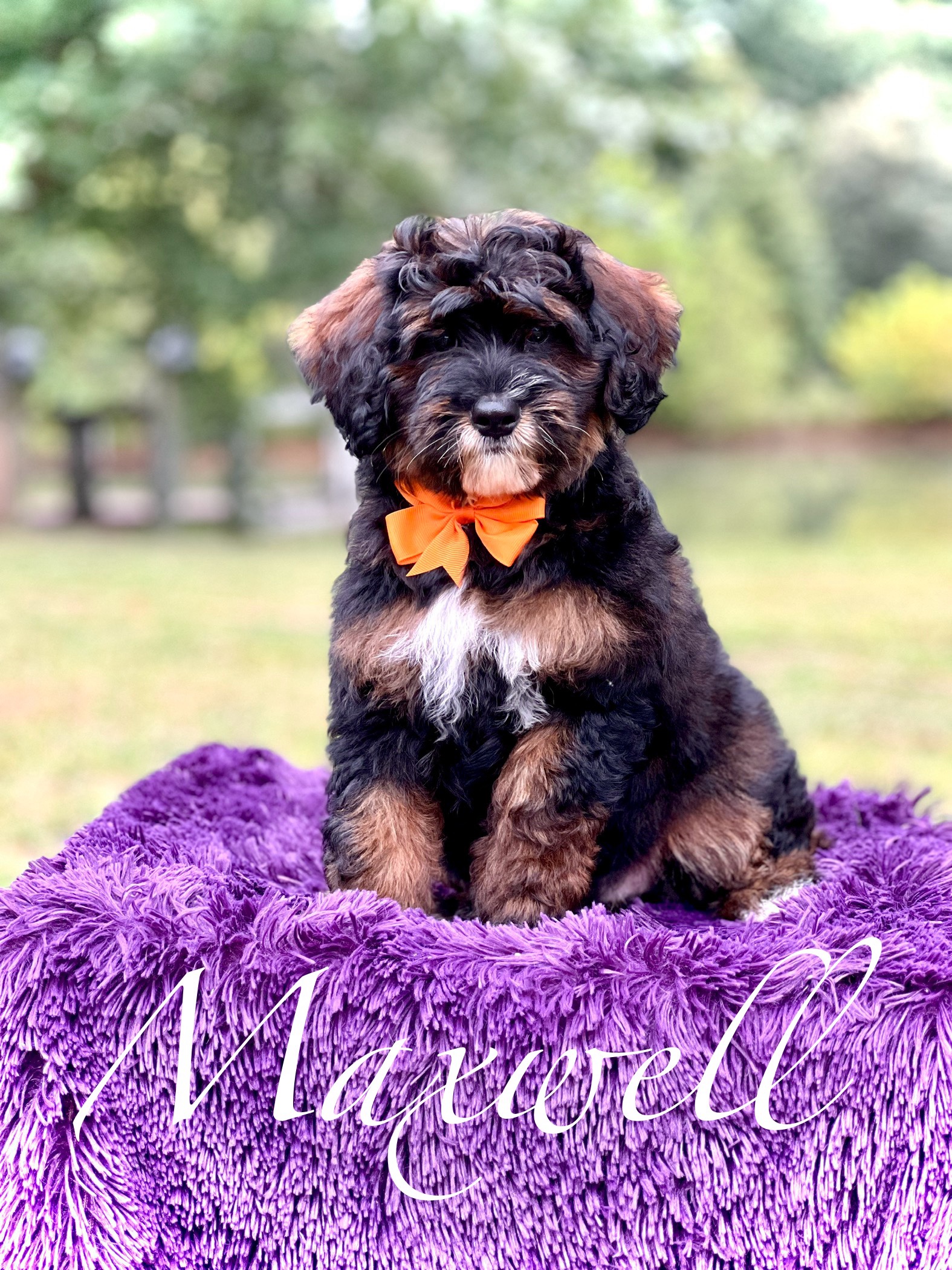 Goldendoodles – The Southern Doodle Dog