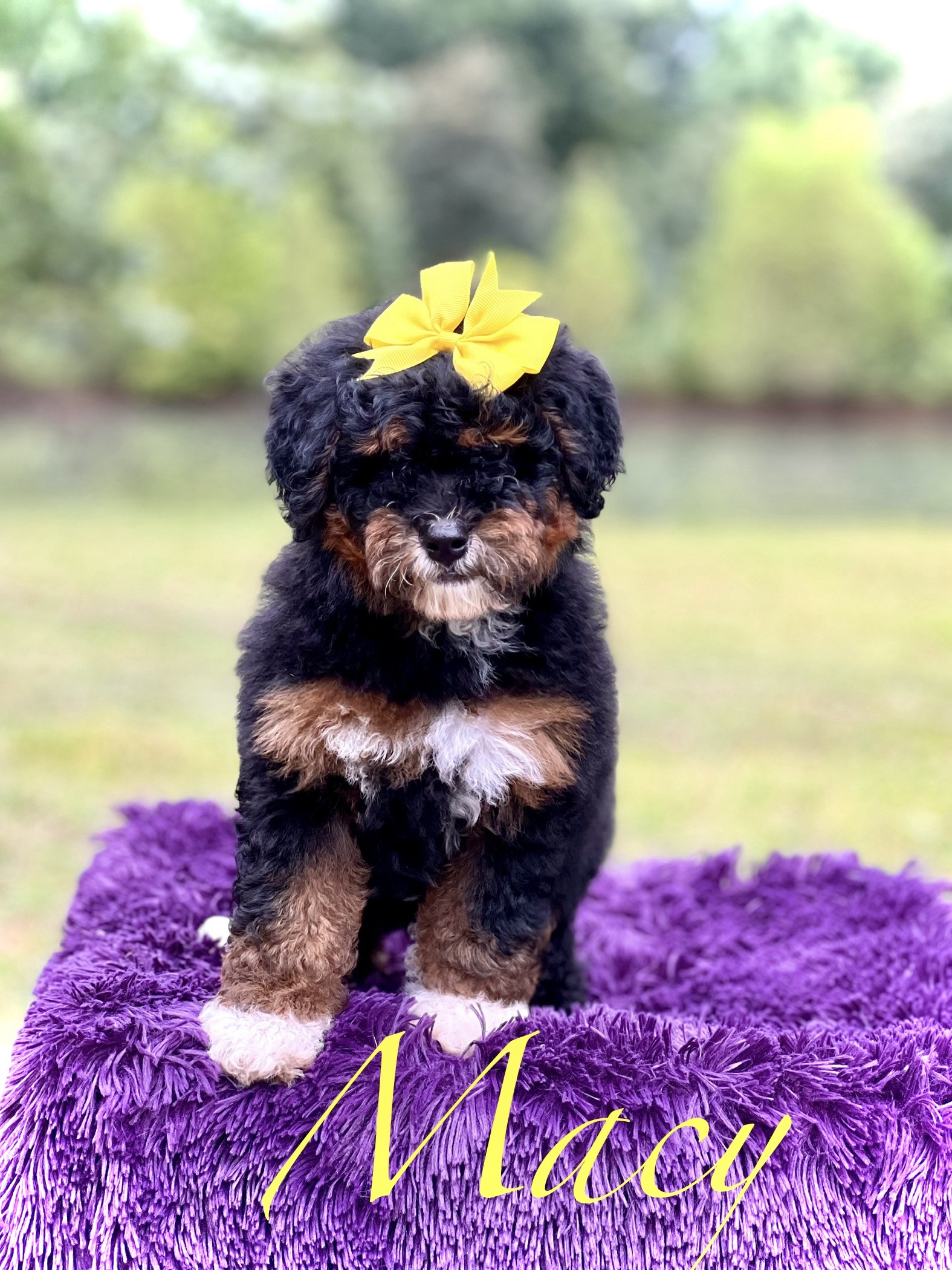 Goldendoodles – The Southern Doodle Dog