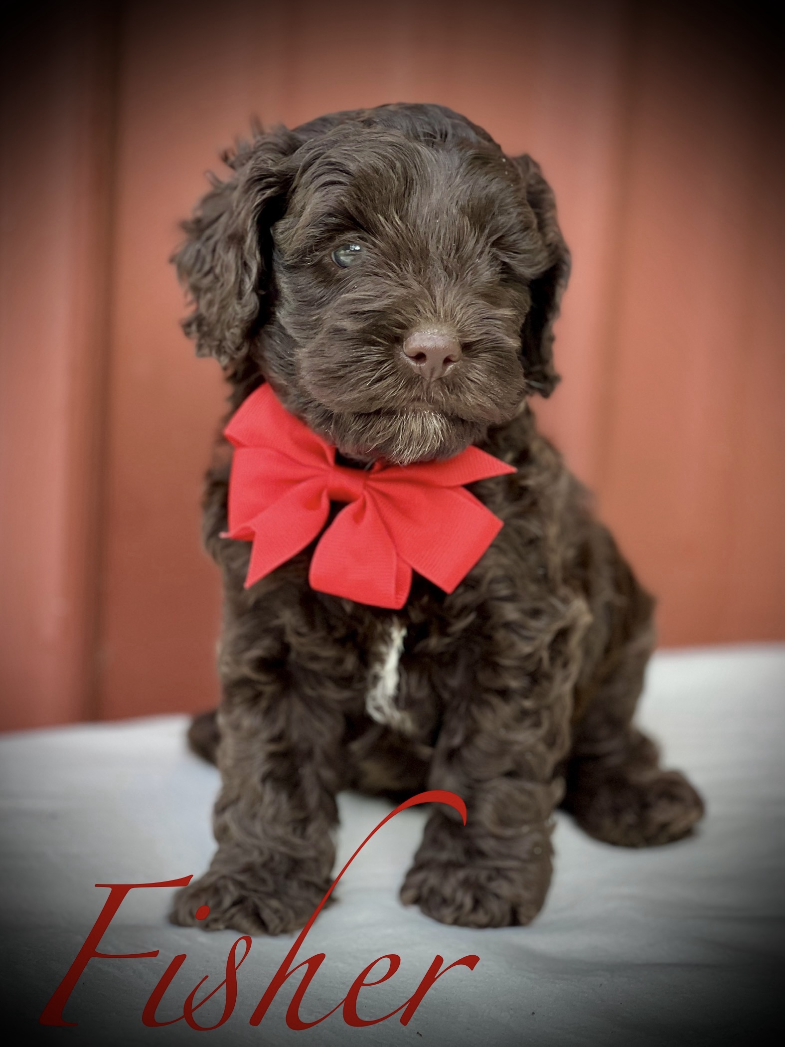 Cockapoos – The Southern Doodle Dog