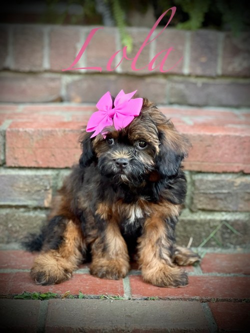 Shihpoos – The Southern Doodle Dog