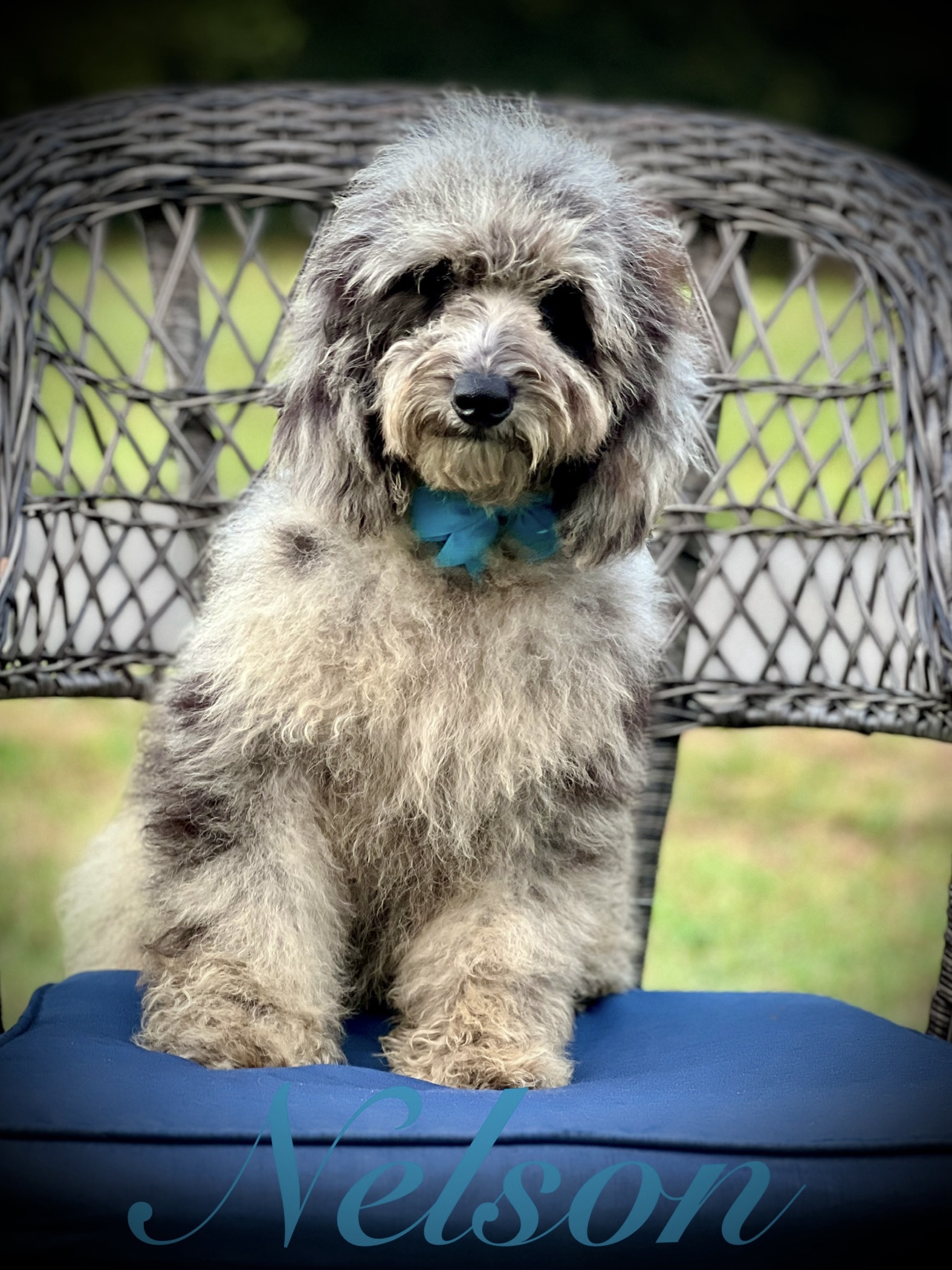 Bernedoodles – The Southern Doodle Dog