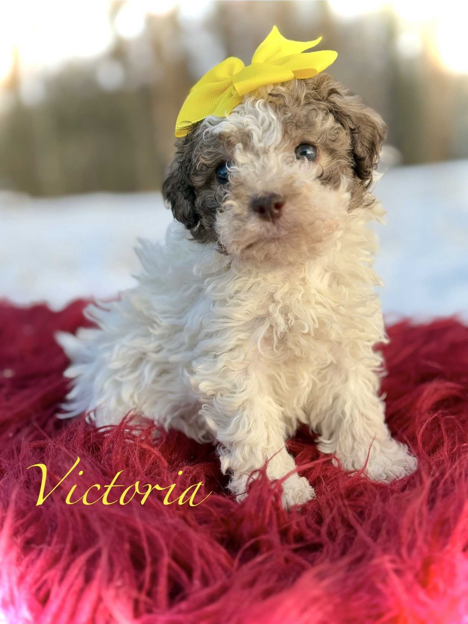 Havapoos – The Southern Doodle Dog