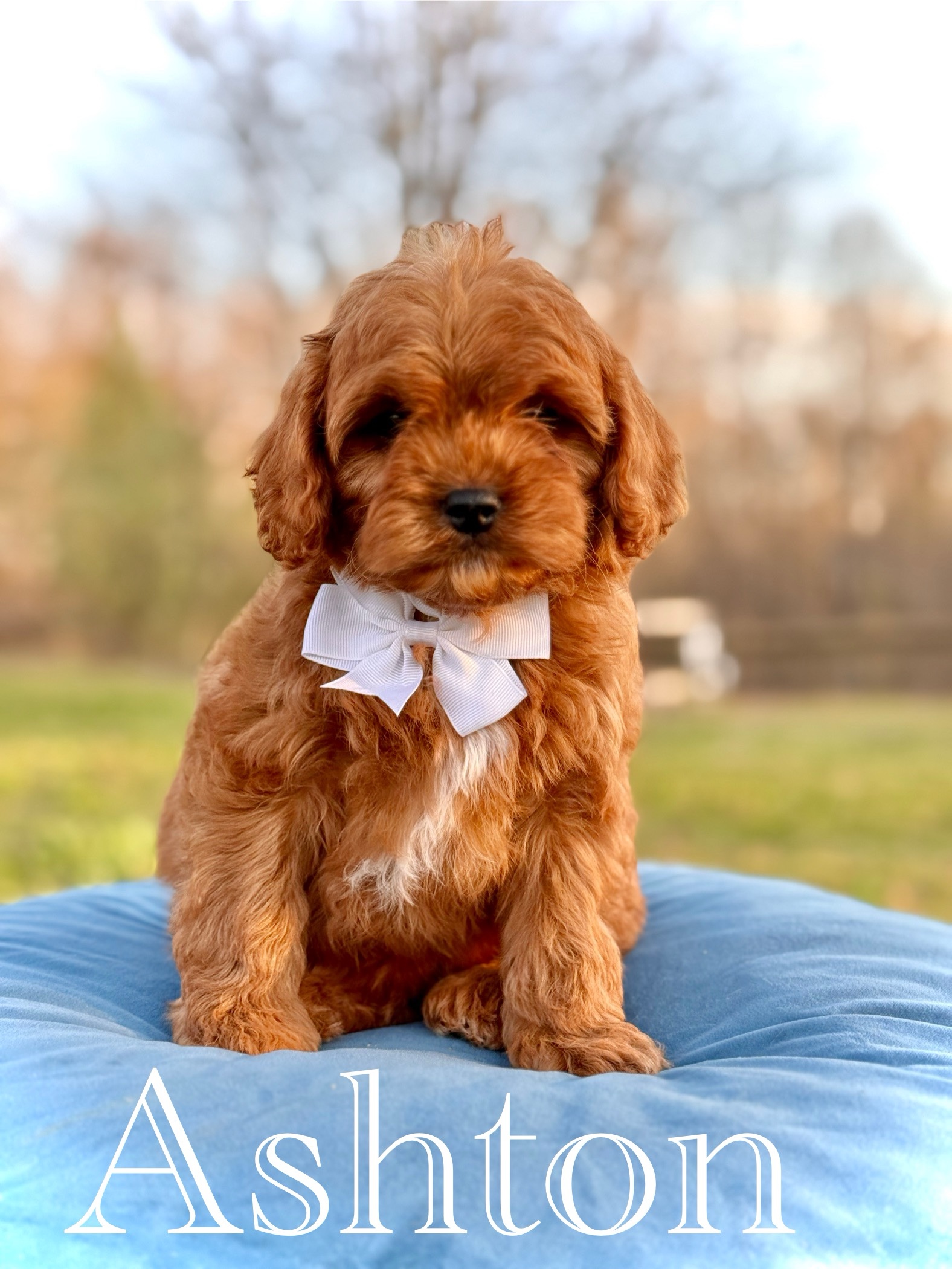 Cavapoos – The Southern Doodle Dog