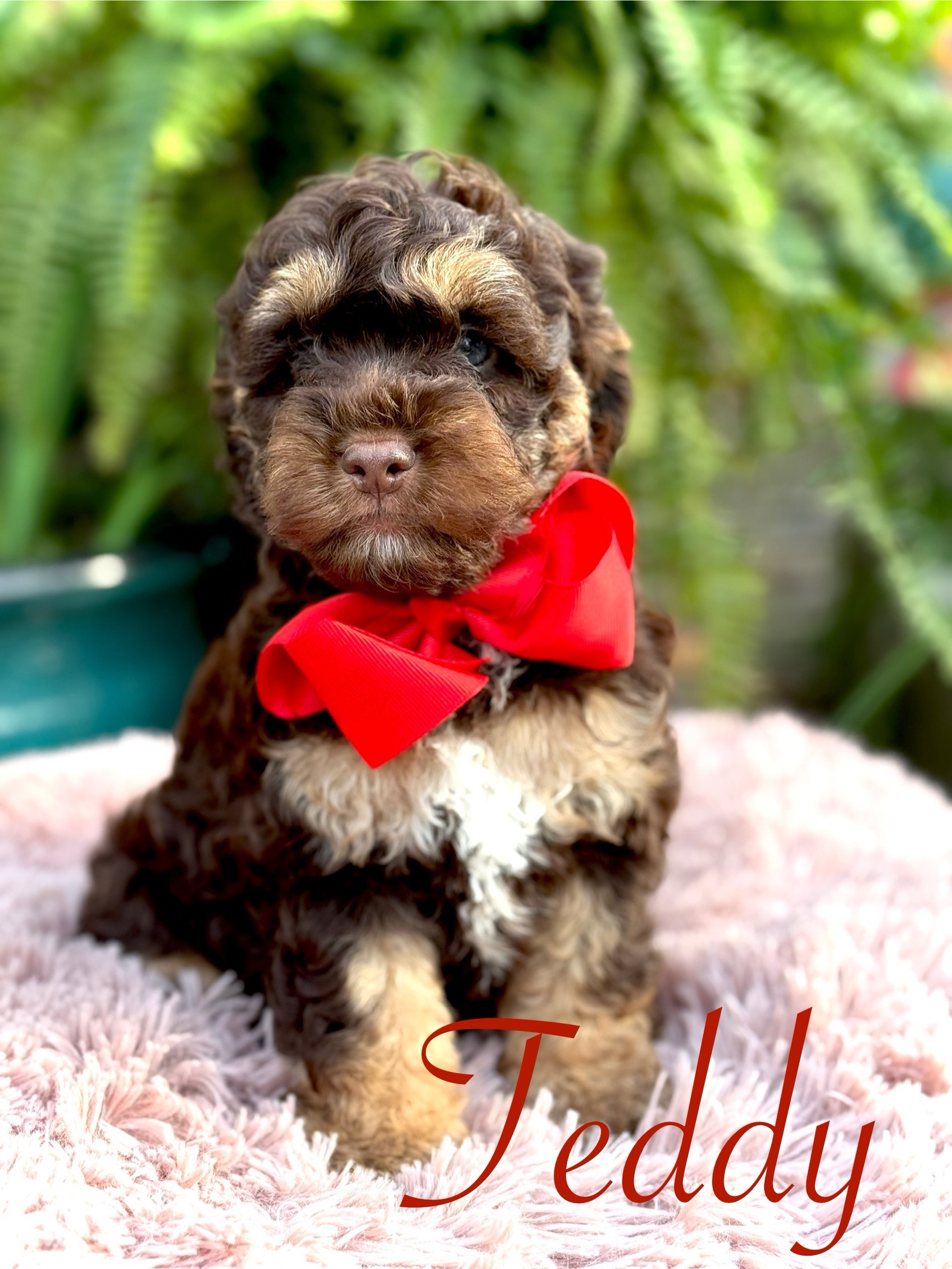 Cockapoos – The Southern Doodle Dog