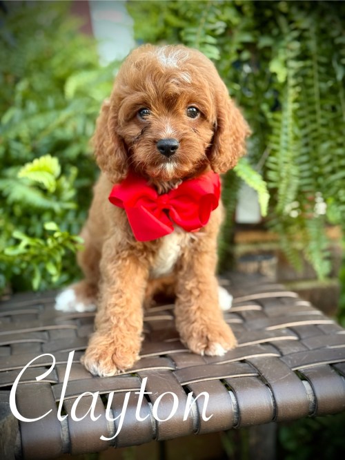 Cavapoos – The Southern Doodle Dog