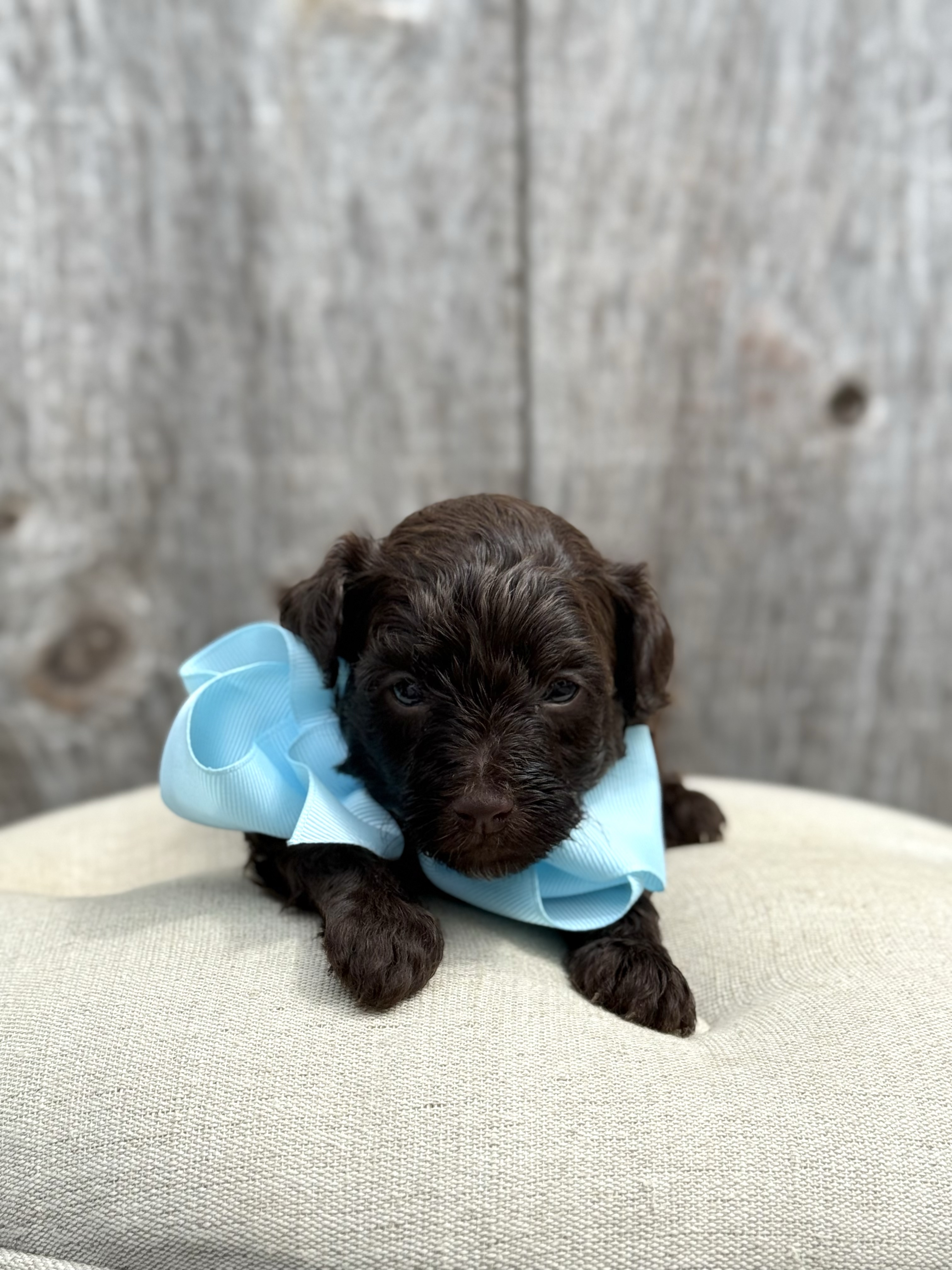 Havapoos – The Southern Doodle Dog