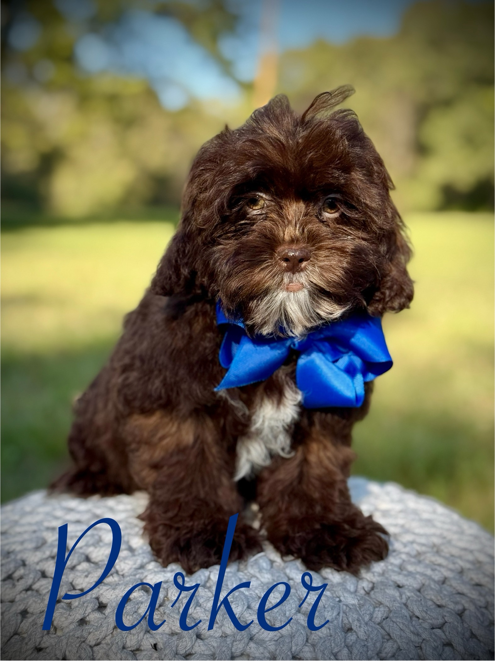 Shihpoos – The Southern Doodle Dog